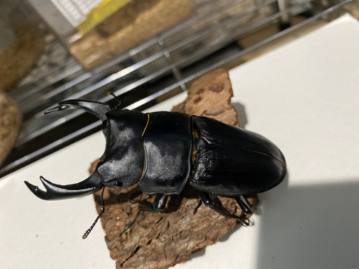 オオクワガタ種親候補 (akitaro-) 二俣川のその他の中古あげます・譲ります｜ジモティーで不用品の処分