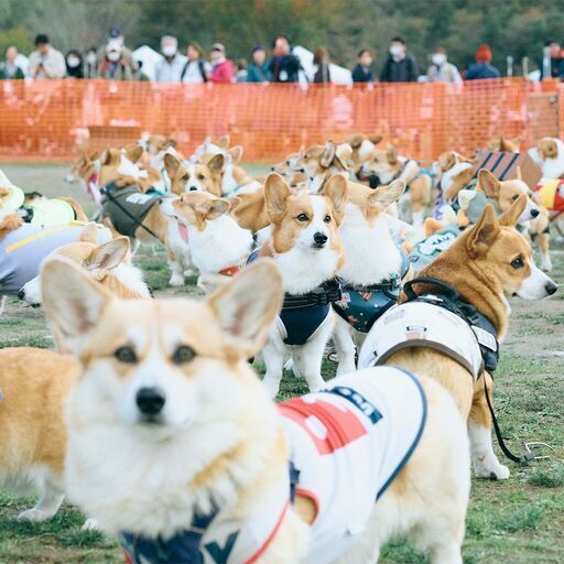 Corgi Festival 2024 - Welsh Corgi rooted in Great Britain - (freestitch ...