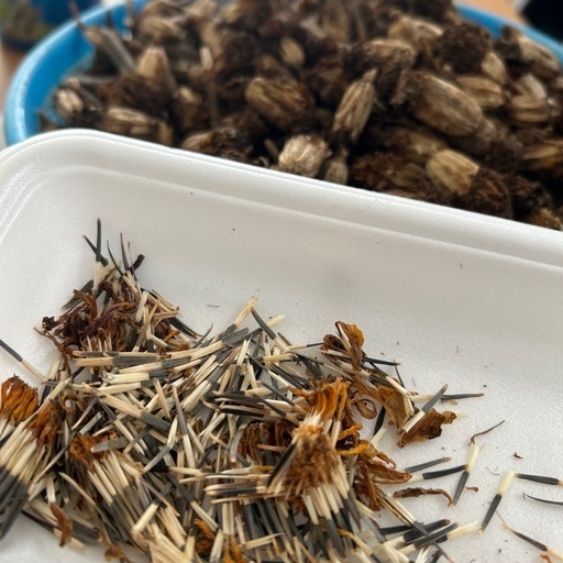 マリーゴールドの種（約200個以上） (よっく平日9-14時) 豊田のおもちゃの中古あげます・譲ります｜ジモティーで不用品の処分