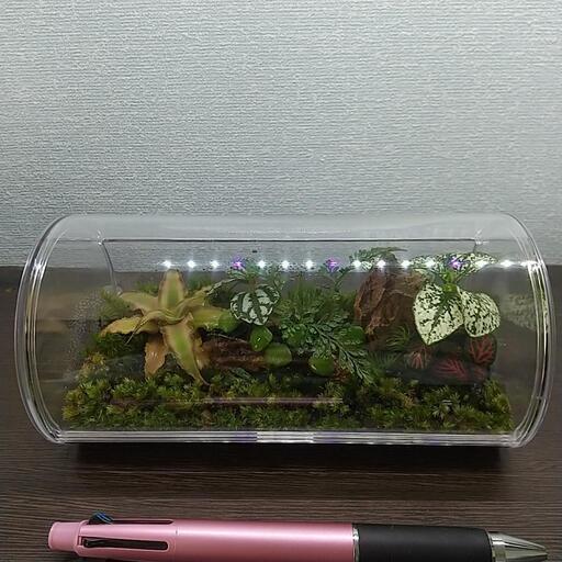 ボトルテラリウム① (mono@プロフ必読) 世良田のその他の中古あげます・譲ります｜ジモティーで不用品の処分