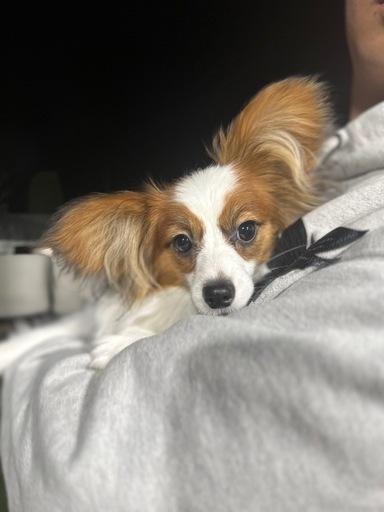 【飼い主様決まりました】パピヨン飼い主様募集中 (わんこ'sHOUSE) 八千代のその他の里親募集｜ジモティー