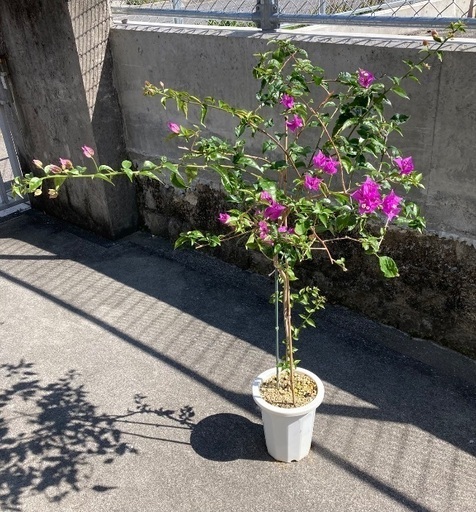 ブーゲンビリア 紫 (apple) 那覇の家庭用品《ガーデニング》の中古あげます・譲ります｜ジモティーで不用品の処分