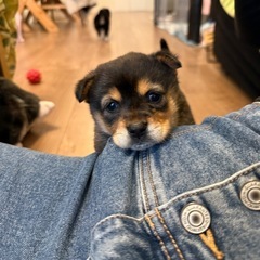 お話し中です🍁コロコロしてる広島産まれの「もみじ🍁」ちゃん♀ ️ (RISA) 朝倉のその他の里親募集｜ジモティー