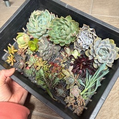 多肉植物カット苗j (くるり) 小牧原の家庭用品《ガーデニング 多肉植物カット苗j (くるり) 小牧原の家庭用品《ガーデニング