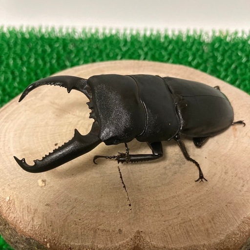 《お買い得！》2令幼虫2匹セット【幼虫】パラワンオオヒラタクワガタ親♂85.1mm♀48.3mm (Beeeetle.K) 石神井公園のその他の中古あげます・譲ります｜ジモティーで不用品の処分