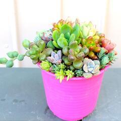 多肉植物 生活雑貨の中古が安い!激安で譲ります・無料で 多肉植物 生活雑貨の中古が安い!激安で譲ります・無料で