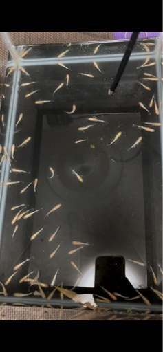 鱗光紅白メダカ (KAZU fish🐟) 切通のその他の中古あげます・譲ります｜ジモティーで不用品の処分